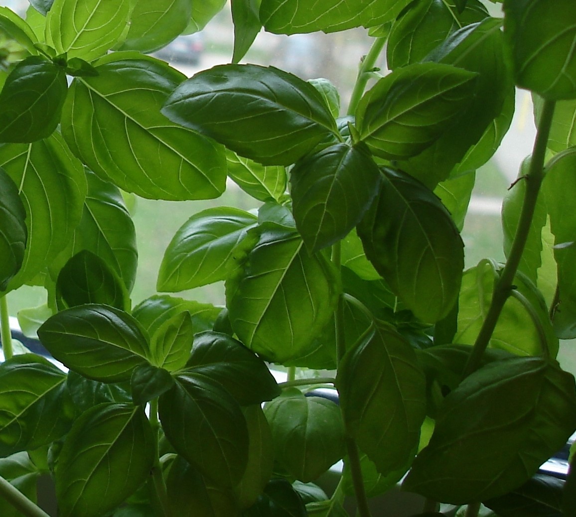 Basil • Farr Better Recipes®